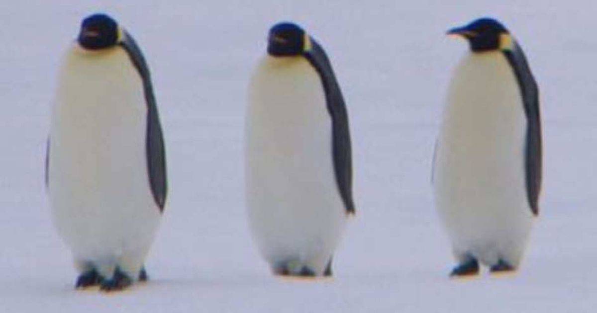 Ho freddo anch’io!