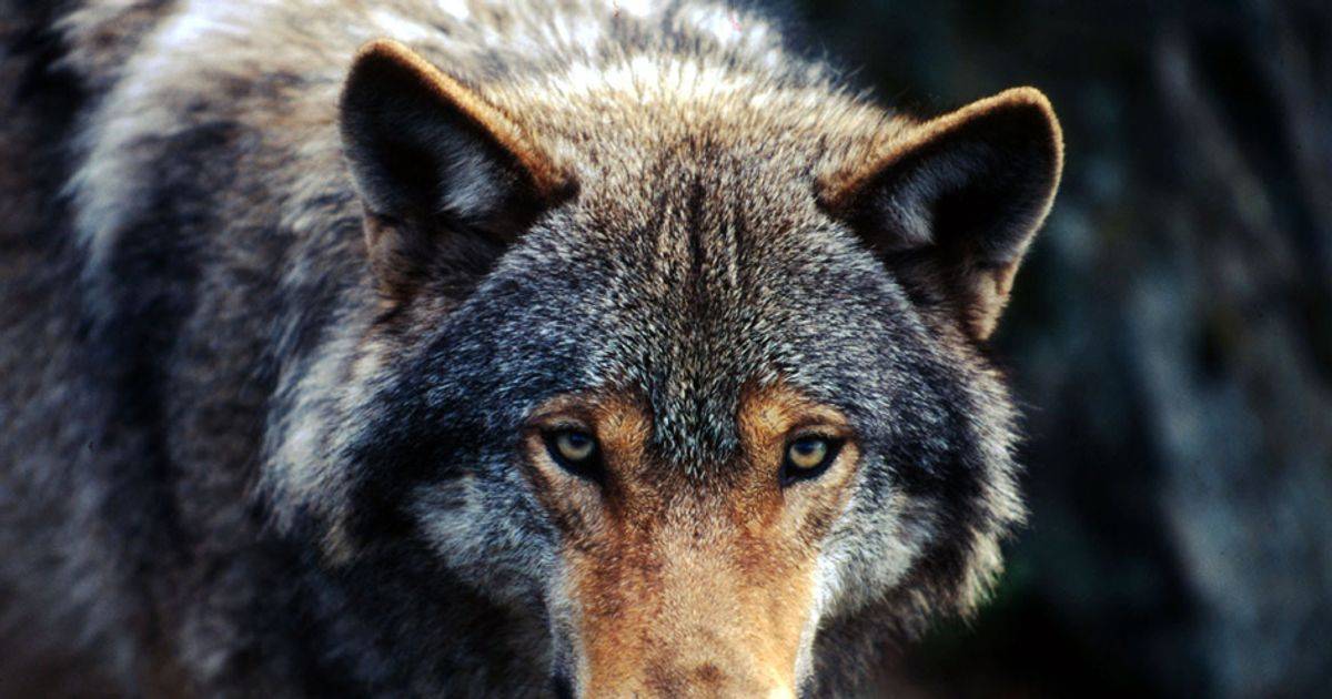 Ecco l’ululato delle persone per la difesa del Lupo