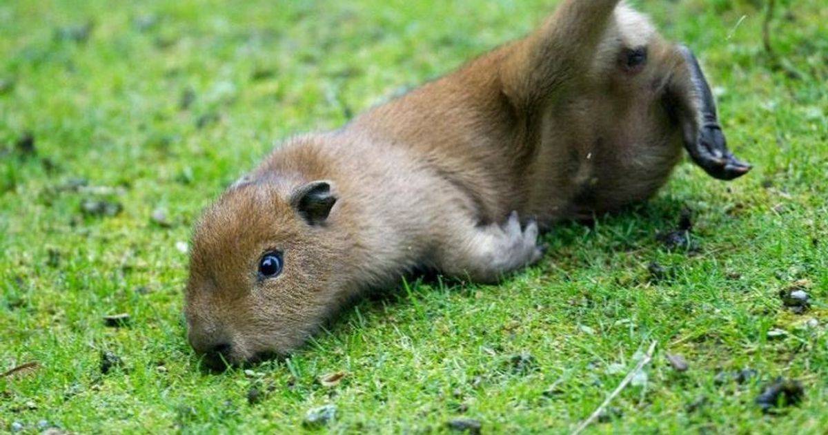 Capibara: future icone del web al posto dei gattini