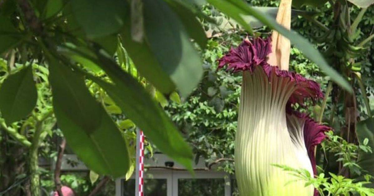Aro Titano: il fiore più grande e più puzzolente del mondo
