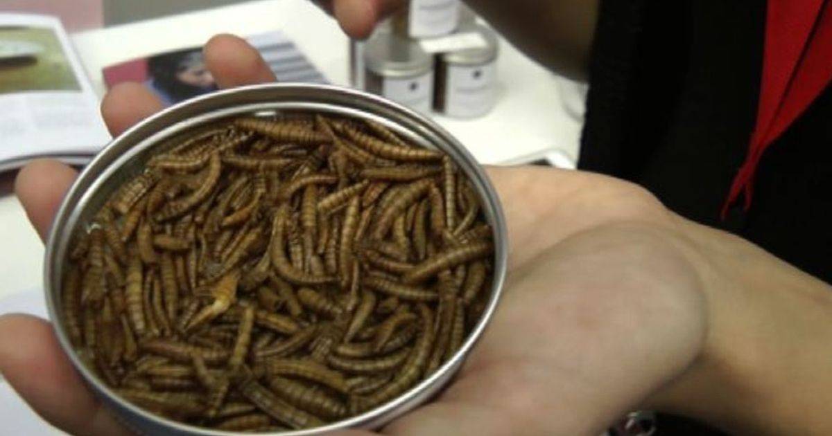 Vermi arrosto fatti in casa, ecco la fattoria da “microfood”