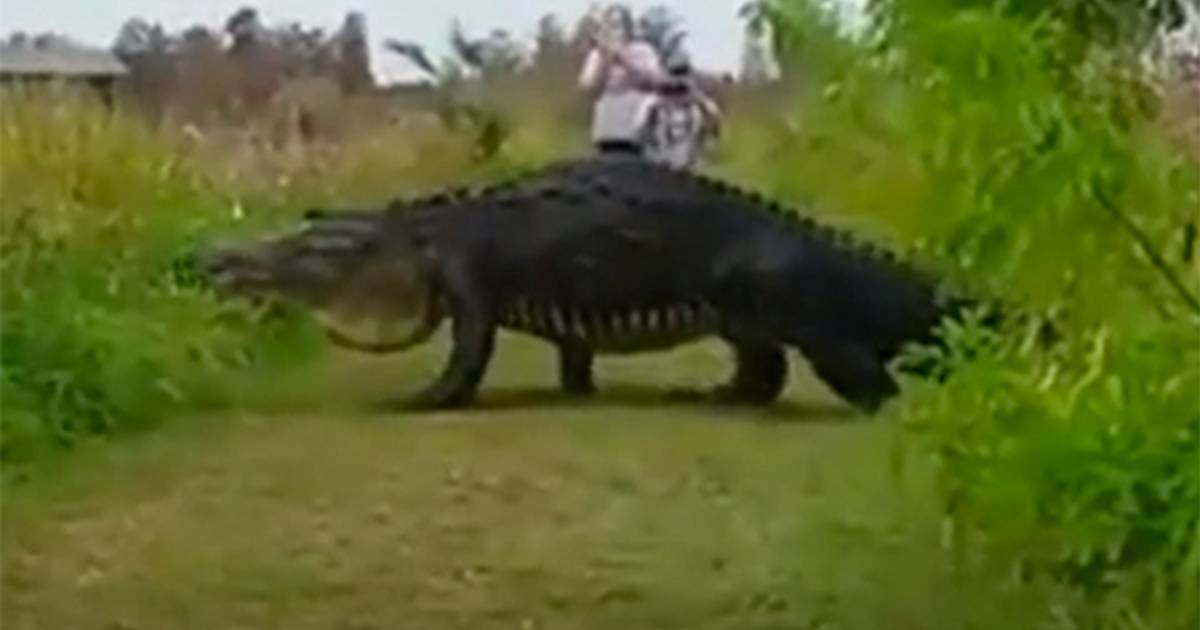 Godzilla: avvistato in Florida l’alligatore gigante
