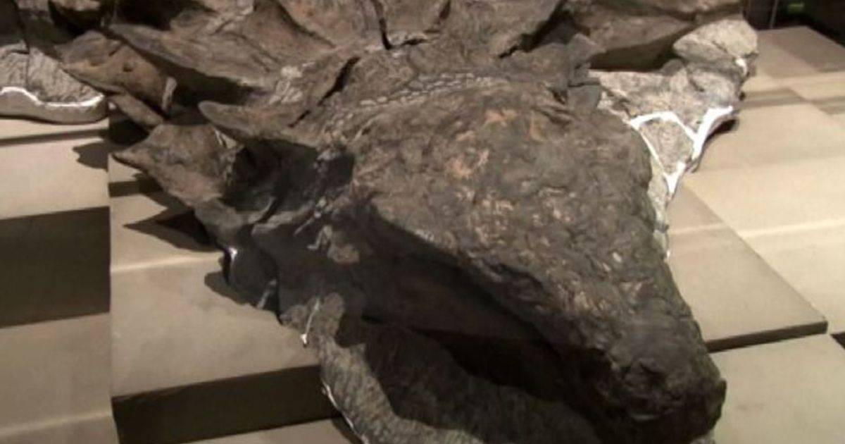 Dinosauro sconosciuto scoperto in Canada: ha 110 milioni di anni