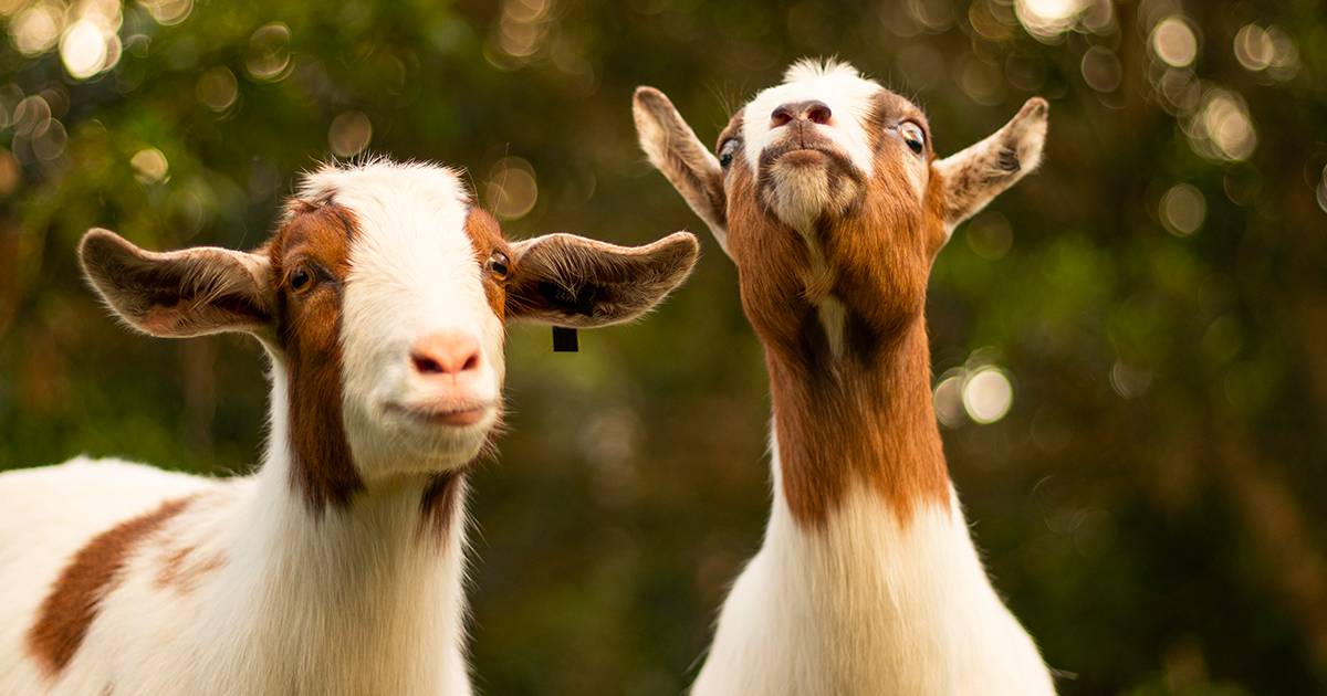 A Stoccolma si pratica yoga con le capre perché trasmettono calma