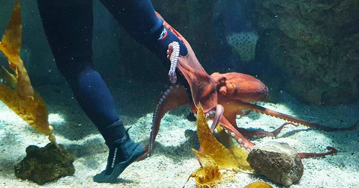 Il polpo gigante dell’acquario di Genova mostra il suo affetto verso il ...