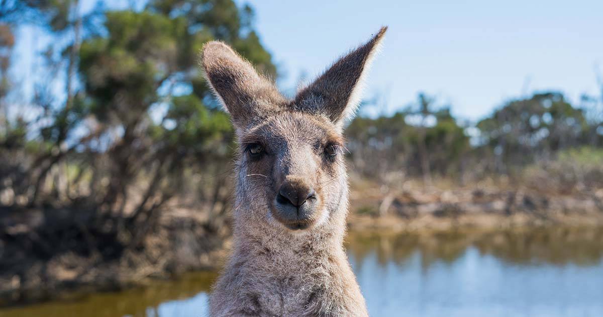 L’immagine del canguro culturista che mostra i muscoli ha conquistato i ...