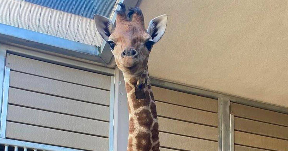 Msituni, la piccola giraffa che è tornata a camminare grazie a tutori ...