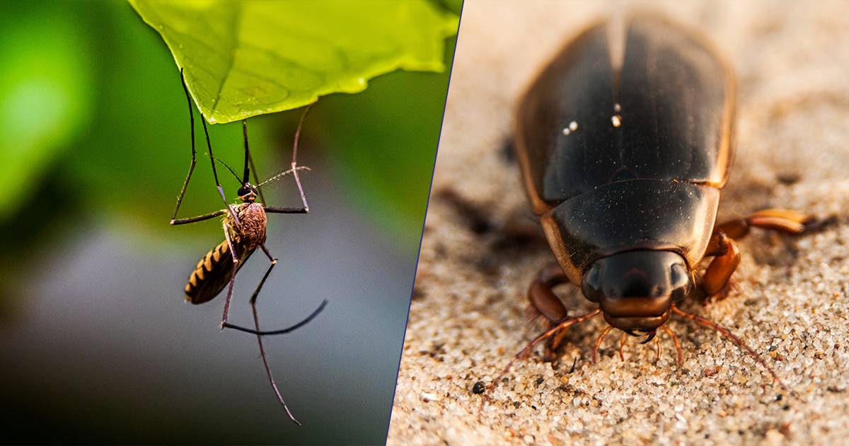 Ditisco Modenese: considerato estinto, in Italia è ricomparso il ...