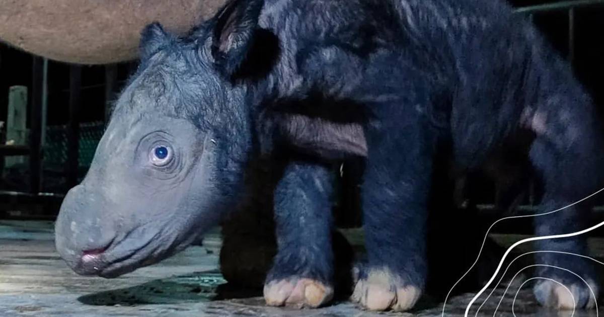 Nato un cucciolo di rinoceronte di Sumatra: speranza per la specie a ...