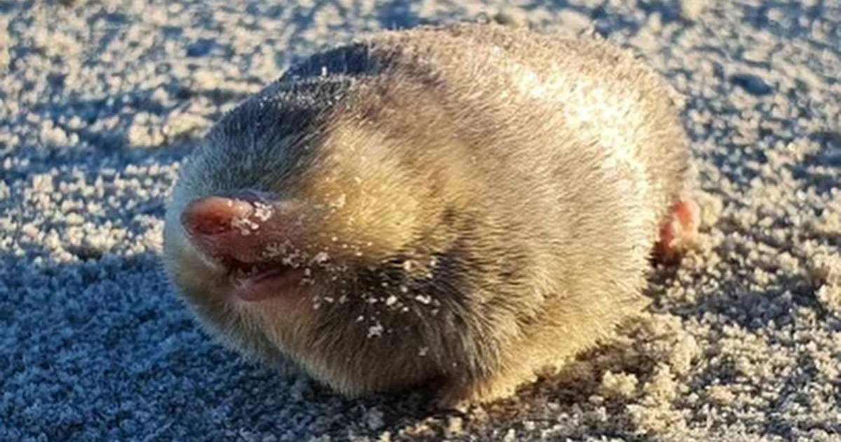 Era data per estinta: dopo 90 anni è stata rilevata la presenza della talpa dorata di De Winton